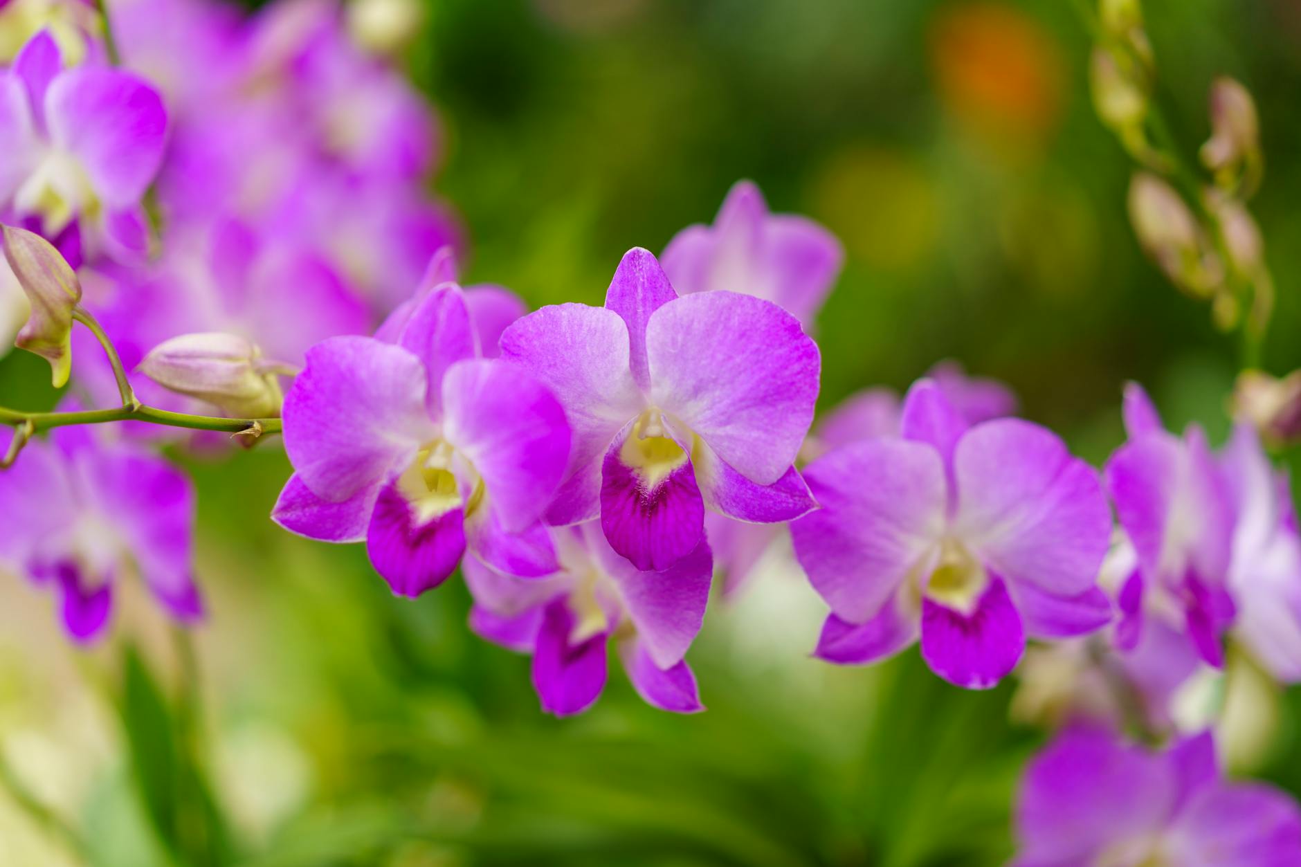 Flowers Images - Free Flowers Photos API | SourceSplash | SourceSplash